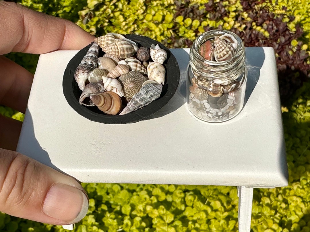 Miniature Seashells, Dollhouse Accessories for Beach House or Scene, Mini Shells, Tiny Seashells ...