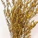 Yellow Lover Grass Preserved Flowers Caspia Tiny Flowers Home ...
