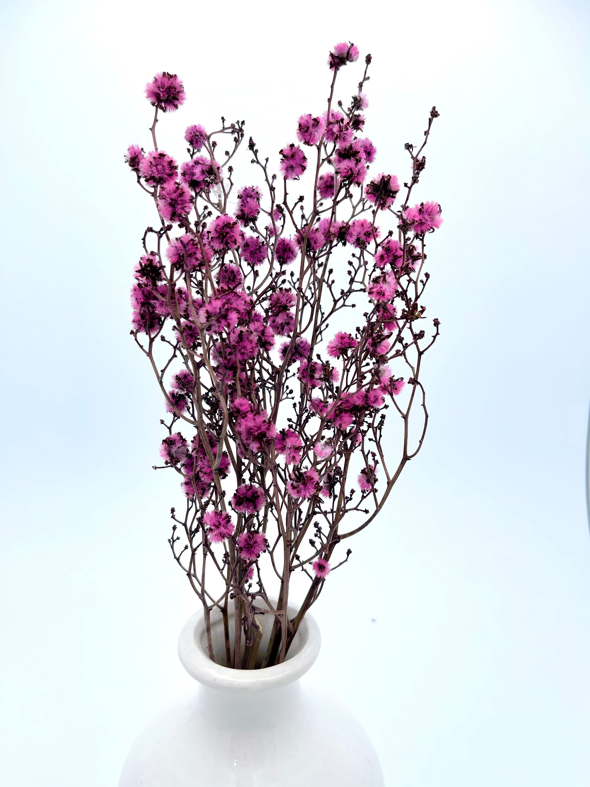 Flowers Outdoor & Gardening tiger eye flower amber flower 100g per ...