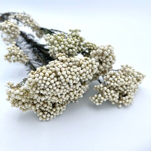 25g Preserved Rice Flowers Green Stems With White Flower Arrangement ...