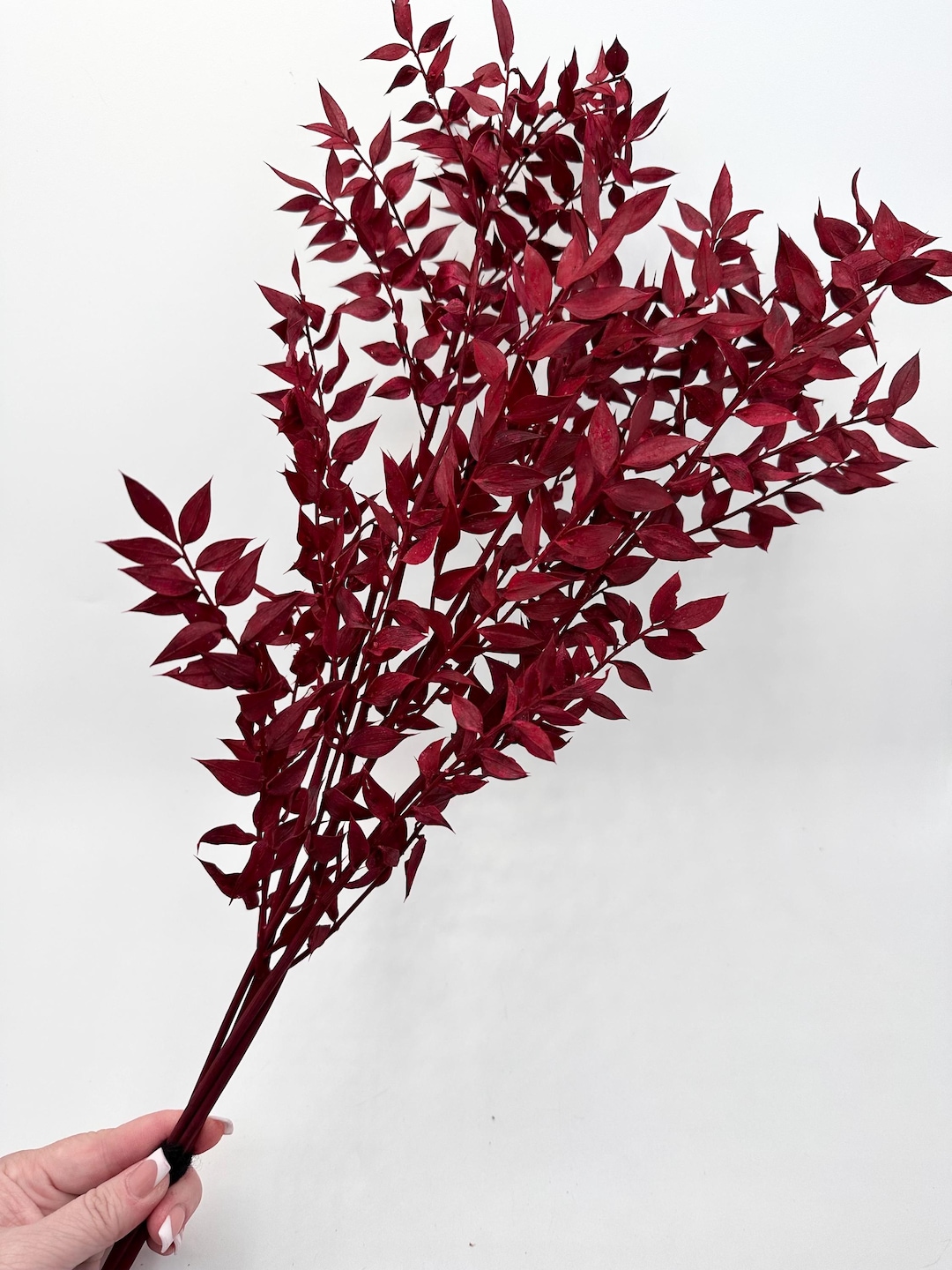 Preserved Deep Red Ruscus Rustic Style Preserved Flowers Foliage ...