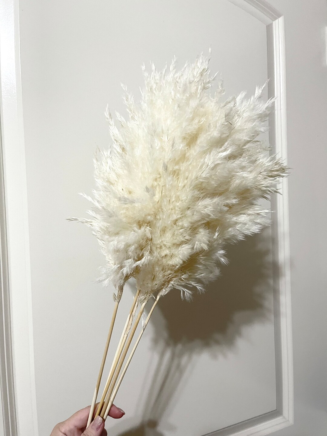 Bleached off White Fluffy Pampas Grass 20” 5 Stems Home Decorations DIY ...
