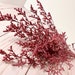 Red Limonium Lover Grass Preserved Flowers Caspia Tiny Flowers Home ...