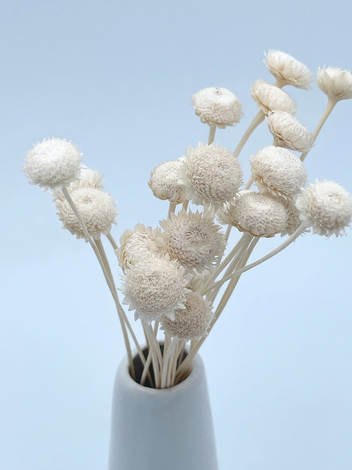 20 Stems of Tall Bleached White Preserved Dried Chrysanthemum - Etsy
