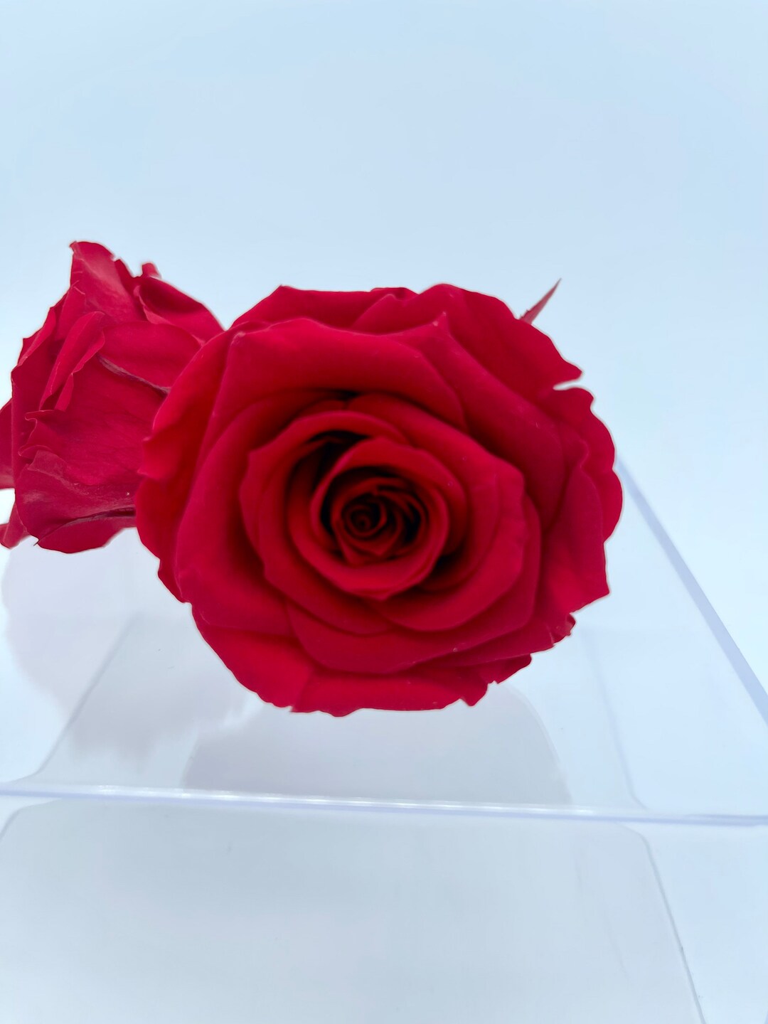 Preserved Red Rose Head Size M| 2.5” - Etsy