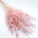 Preserved Light/ Pink Limonium Lover Grass Soft Preserved Flowers ...