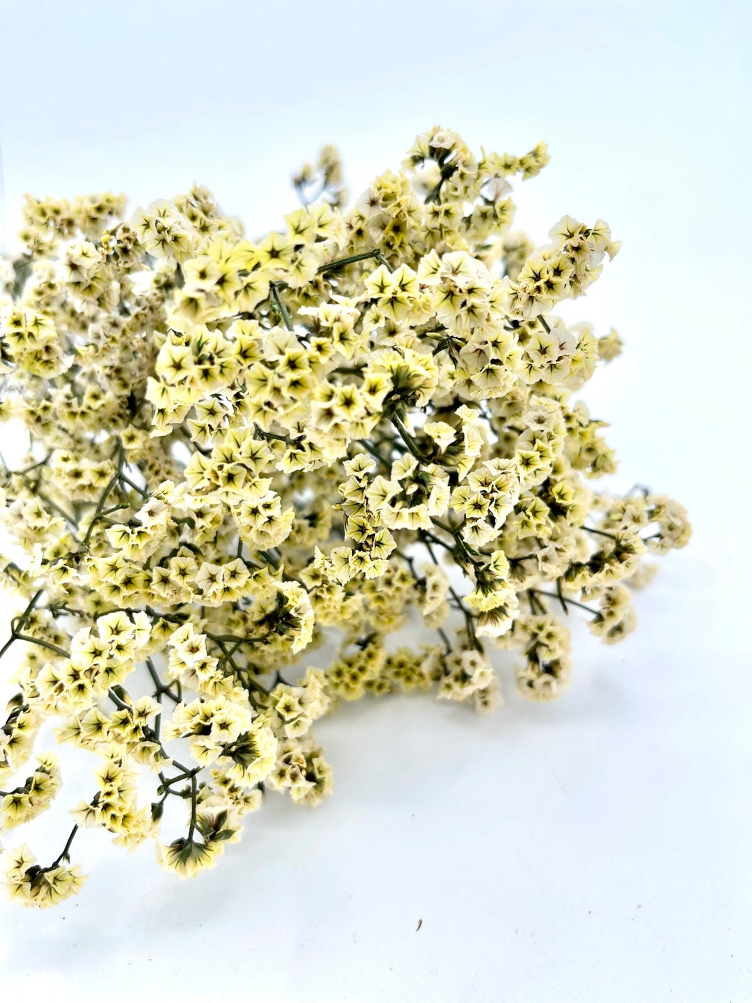 25g/40g of Preserved Green Stems and White Light Yellow Flowers German ...