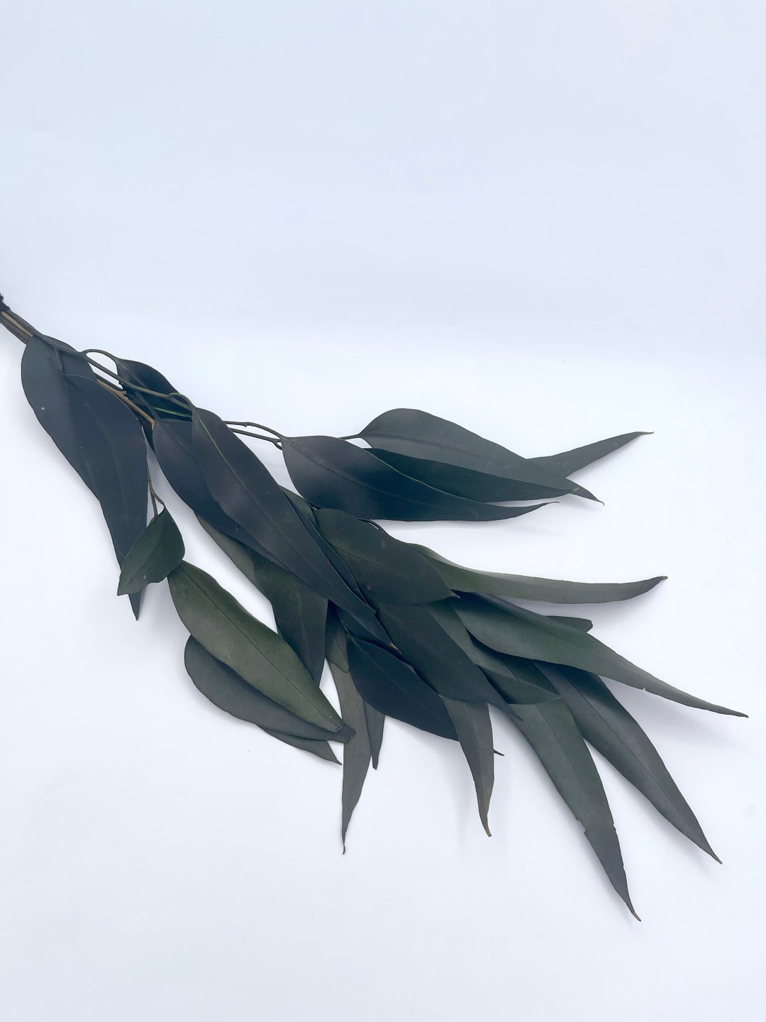 Preserved Willow Eucalyptus Bunch 18”-20” Natural Green Greenery ...