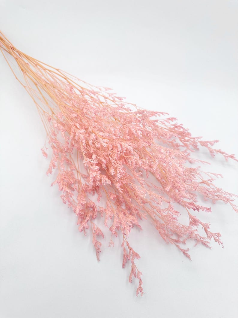 Preserved Light/ Pink Limonium Lover Grass Soft Preserved Flowers ...