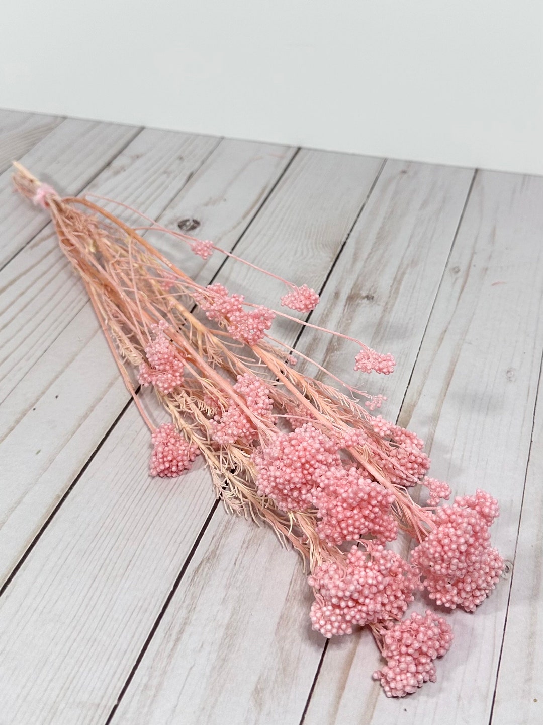 25g Preserved Bleached Pink Rice Flowers With Pink Flowers Flower ...
