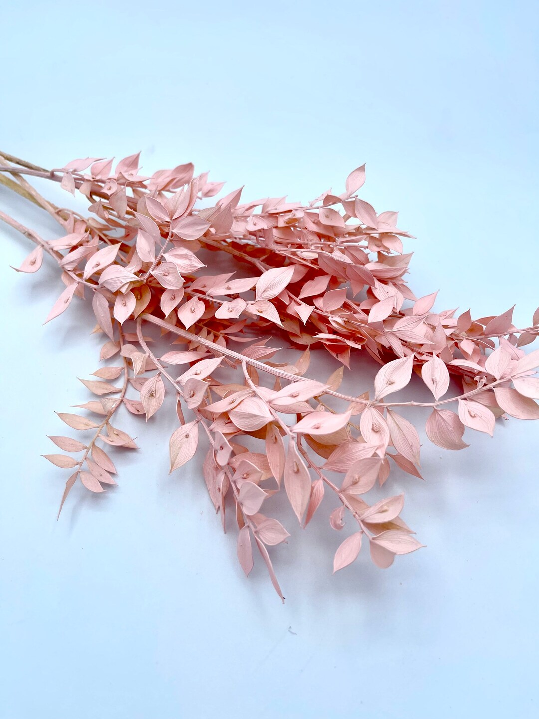 Preserved Blush Pink Ruscus Soft Preserved House Decorations DIY 18”-20 ...