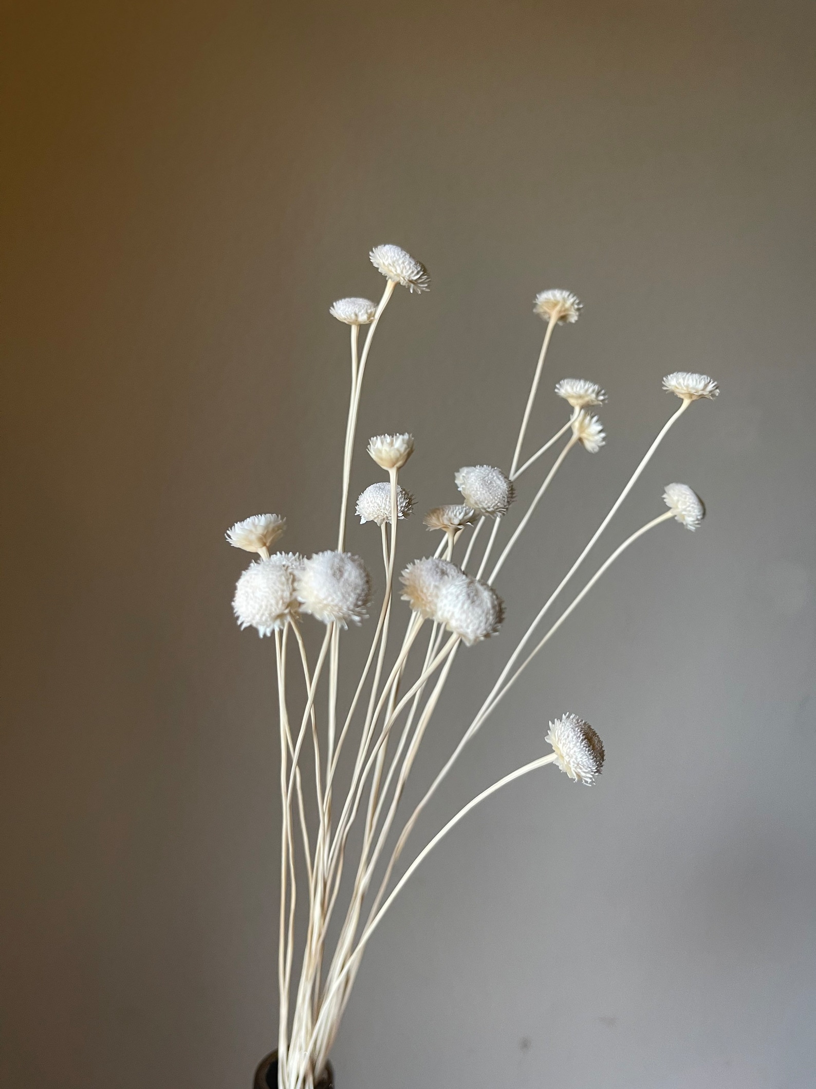 20 Stems of Tall Bleached White Preserved Dried Chrysanthemum - Etsy