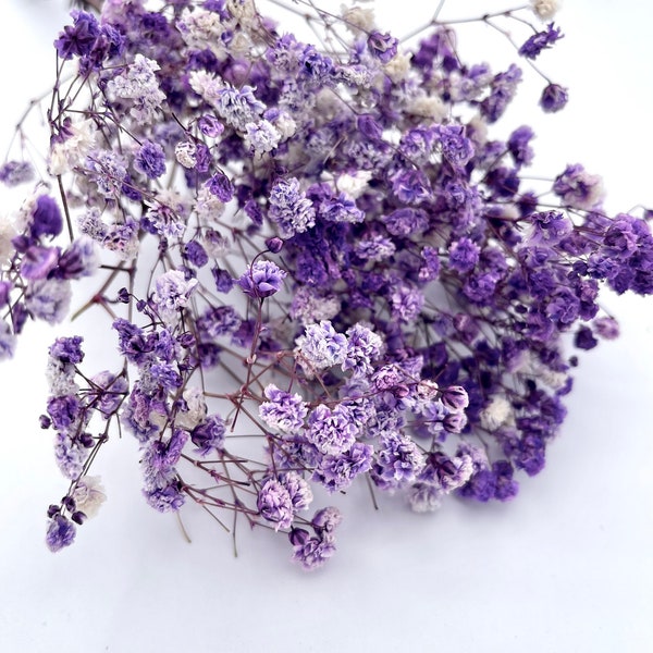 Purple Gypsophila - Etsy