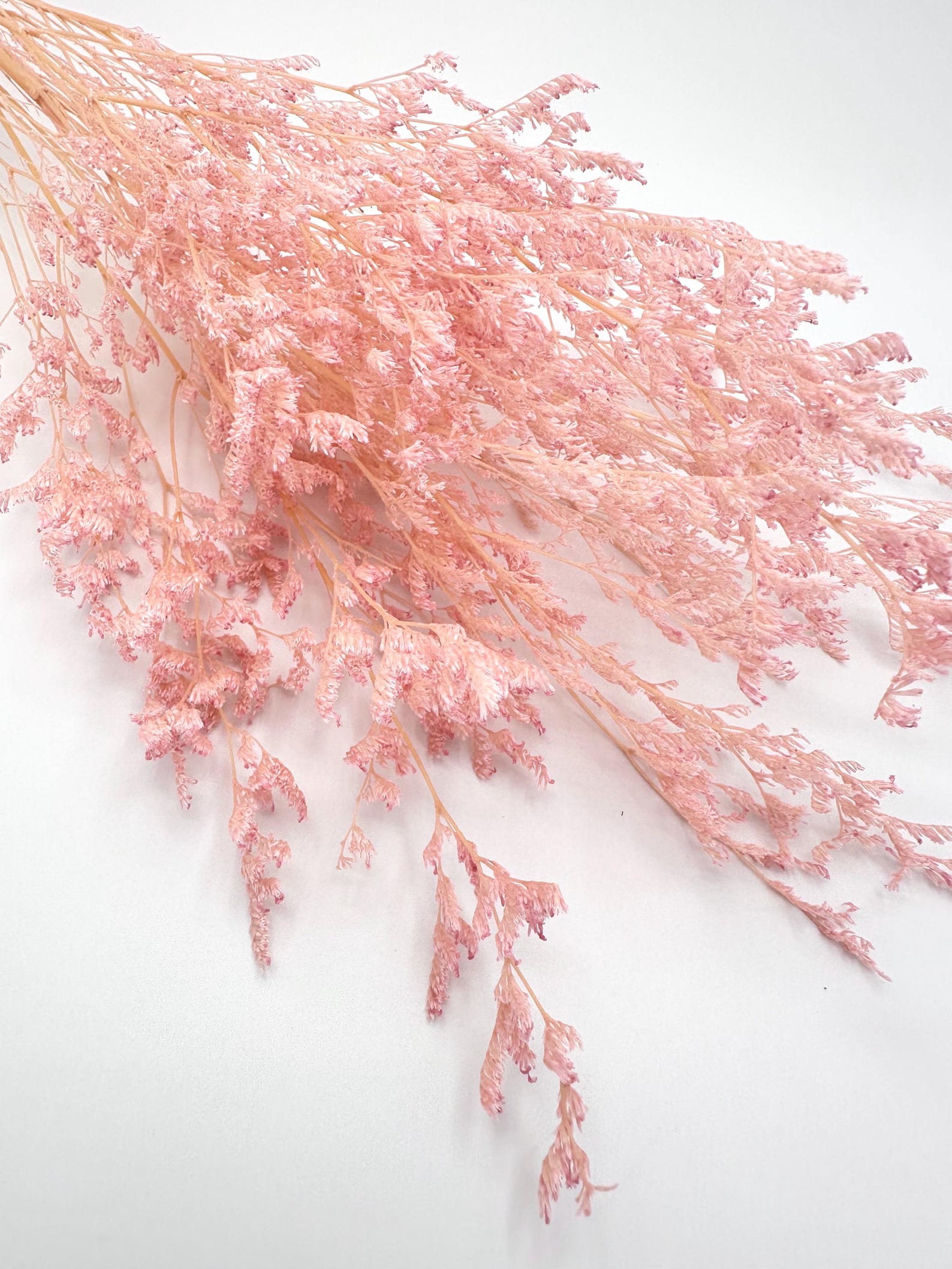 Preserved Light/ Pink Limonium Lover Grass Soft Preserved Flowers ...