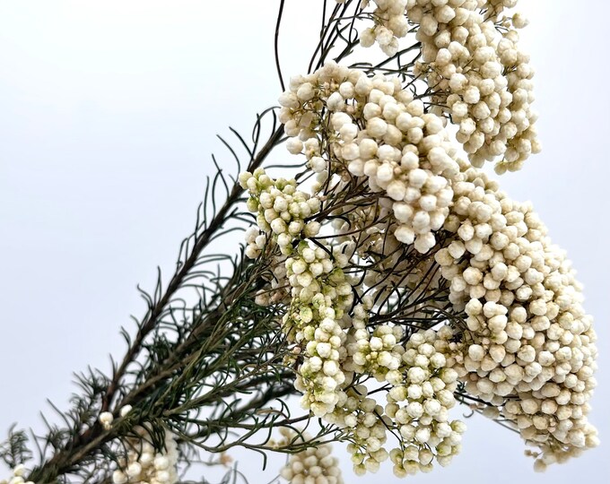 25g Preserved Rice Flowers Green Stems With White * Flower Arrangement ...