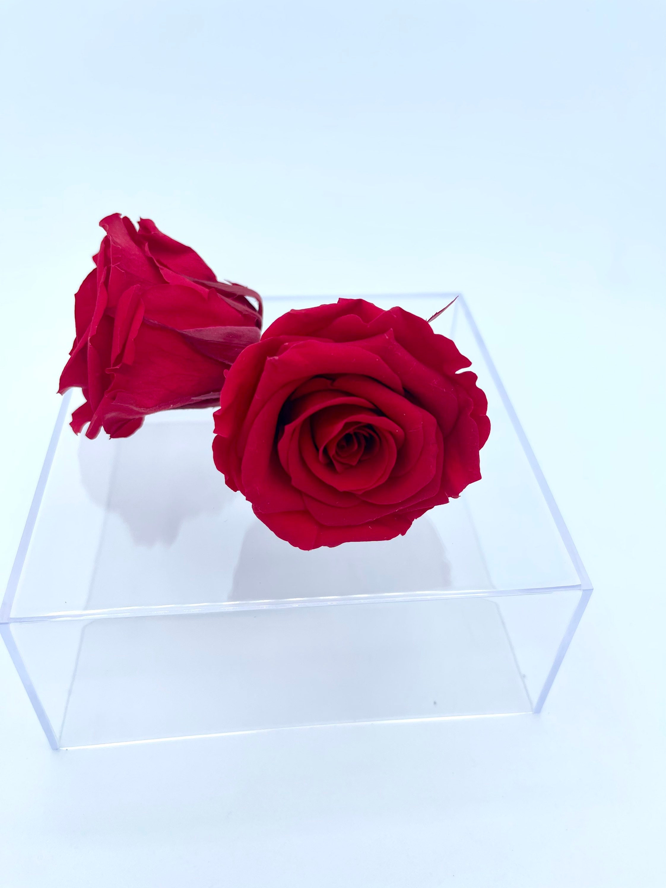 Preserved Red Rose Head Size M 2.5 - Etsy
