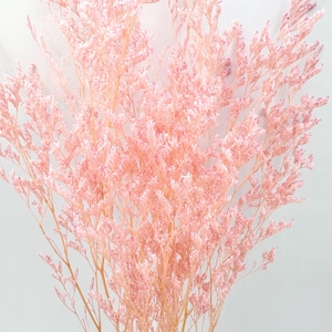 Preserved Light/ Pink Limonium Lover Grass Soft Preserved Flowers ...