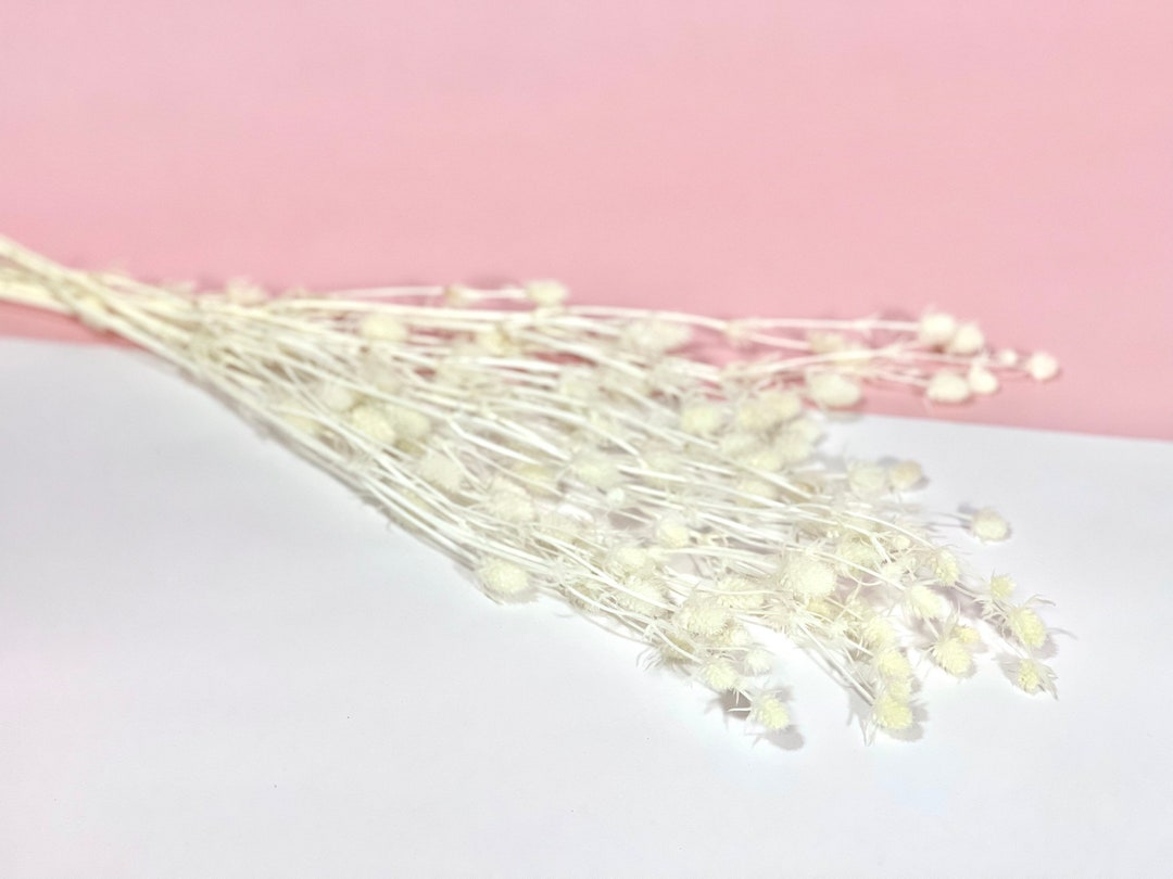 Preserved Bleached White Sea Holly Preserved Fruit 1-2 Tall Stems Home ...