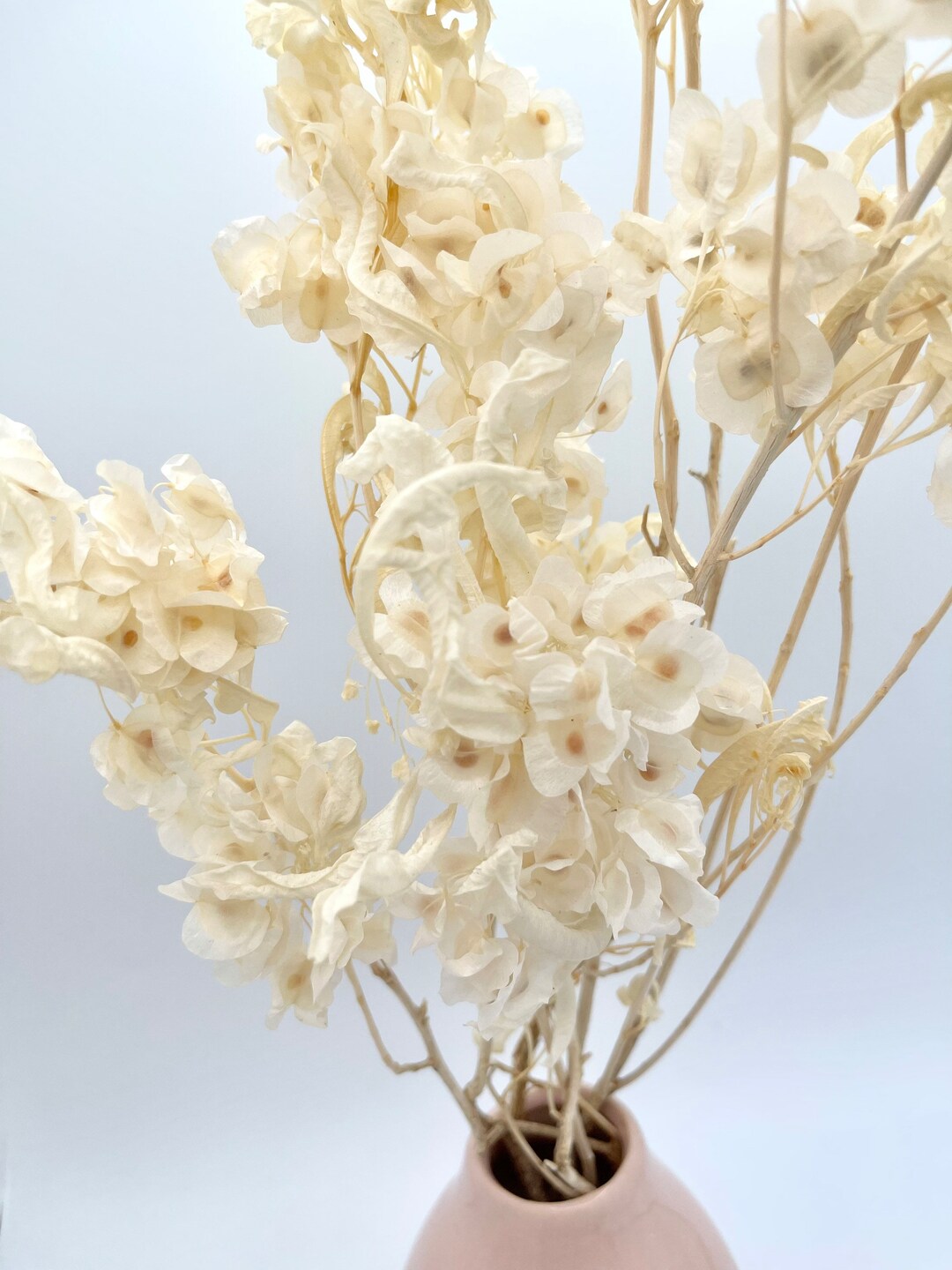 Preserved Bleached off White Butterfly Flowers Bloom Soft Preserved Not ...