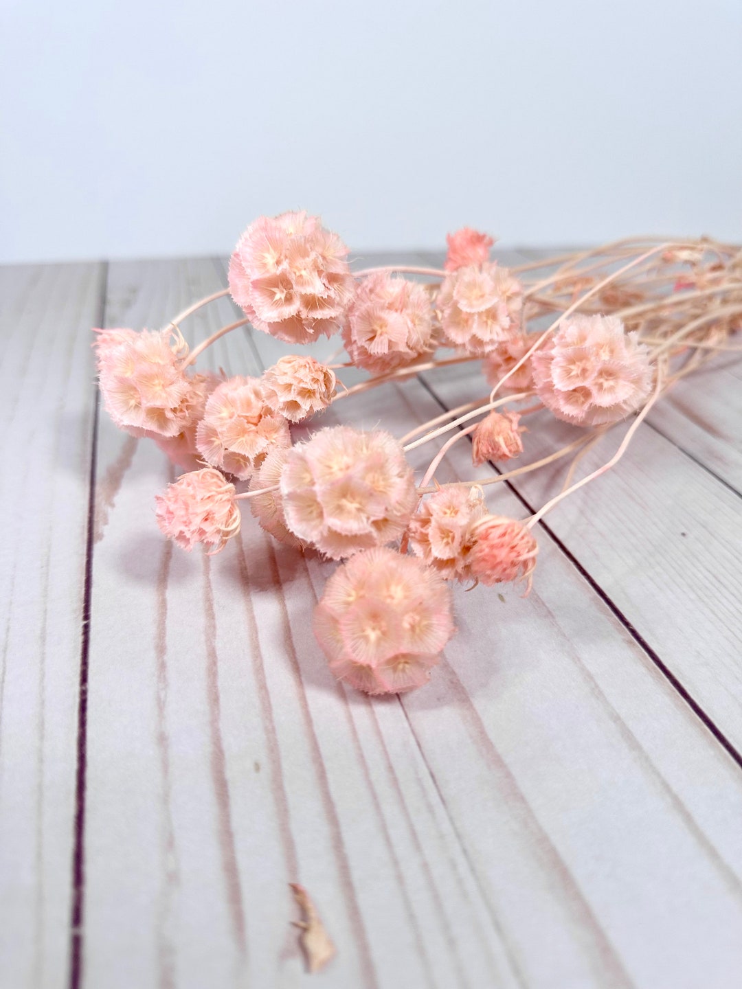 Light Pink Bunch of Preserved Scabiosa Pods Windmill Flowers Home ...