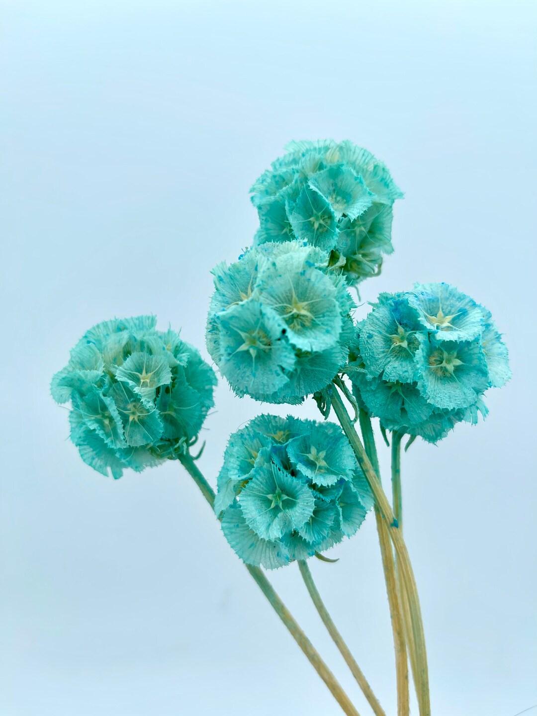 Blue Preserved Flower Windmill Fruit Dried Flower Preserved Foliage ...