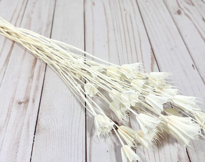Nigella Orientalis Bleached off White Dried Flowers, Octagon Flowers ...