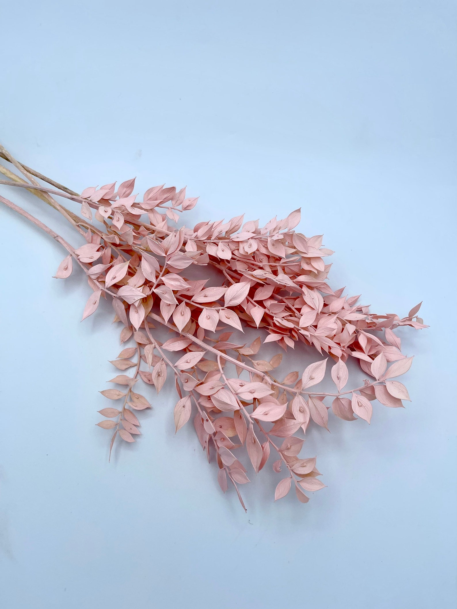 Preserved Blush Pink Ruscus Soft Preserved House Decorations - Etsy