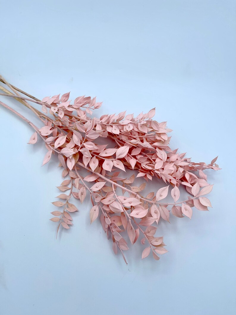 Preserved Blush Pink Ruscus Soft Preserved House Decorations - Etsy