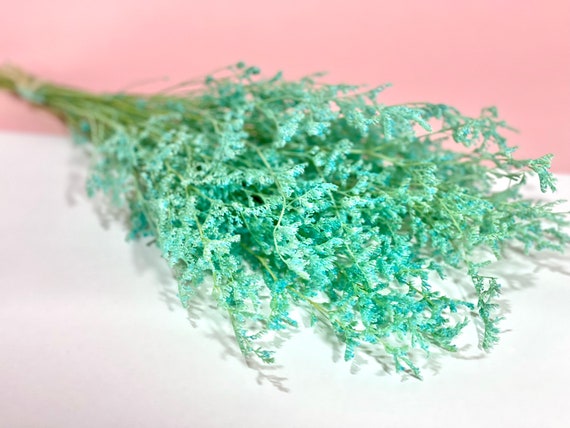 Green Limonium