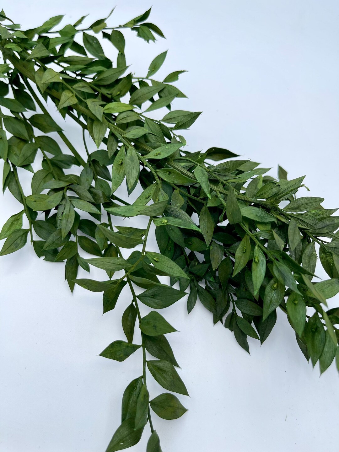 Preserved Basil Green Soft Ruscus Rustic Style Preserved Foliage ...