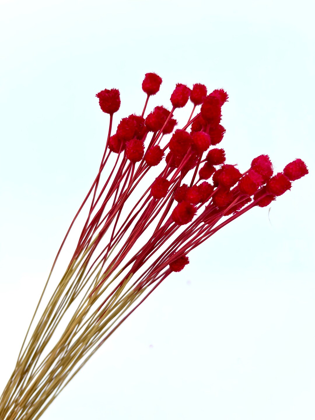 50 Pcs Stems Dried Preserved Happy Flowers Red 18”-19” - Etsy