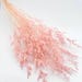 Preserved Light/ Pink Limonium Lover Grass Soft Preserved Flowers ...