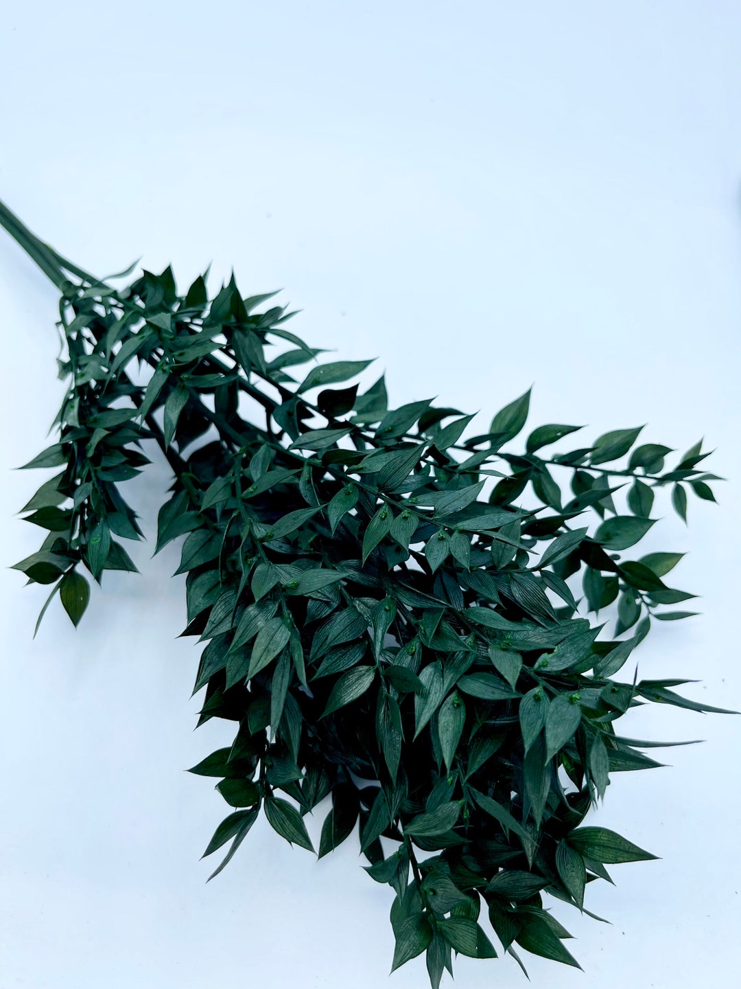 Preserved Dark Green Soft Ruscus Rustic Style Preserved Foliage Wedding ...