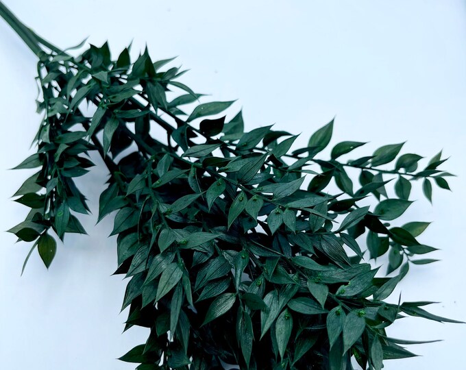 Preserved Dark Green Soft Ruscus Rustic Style Preserved Foliage Wedding ...