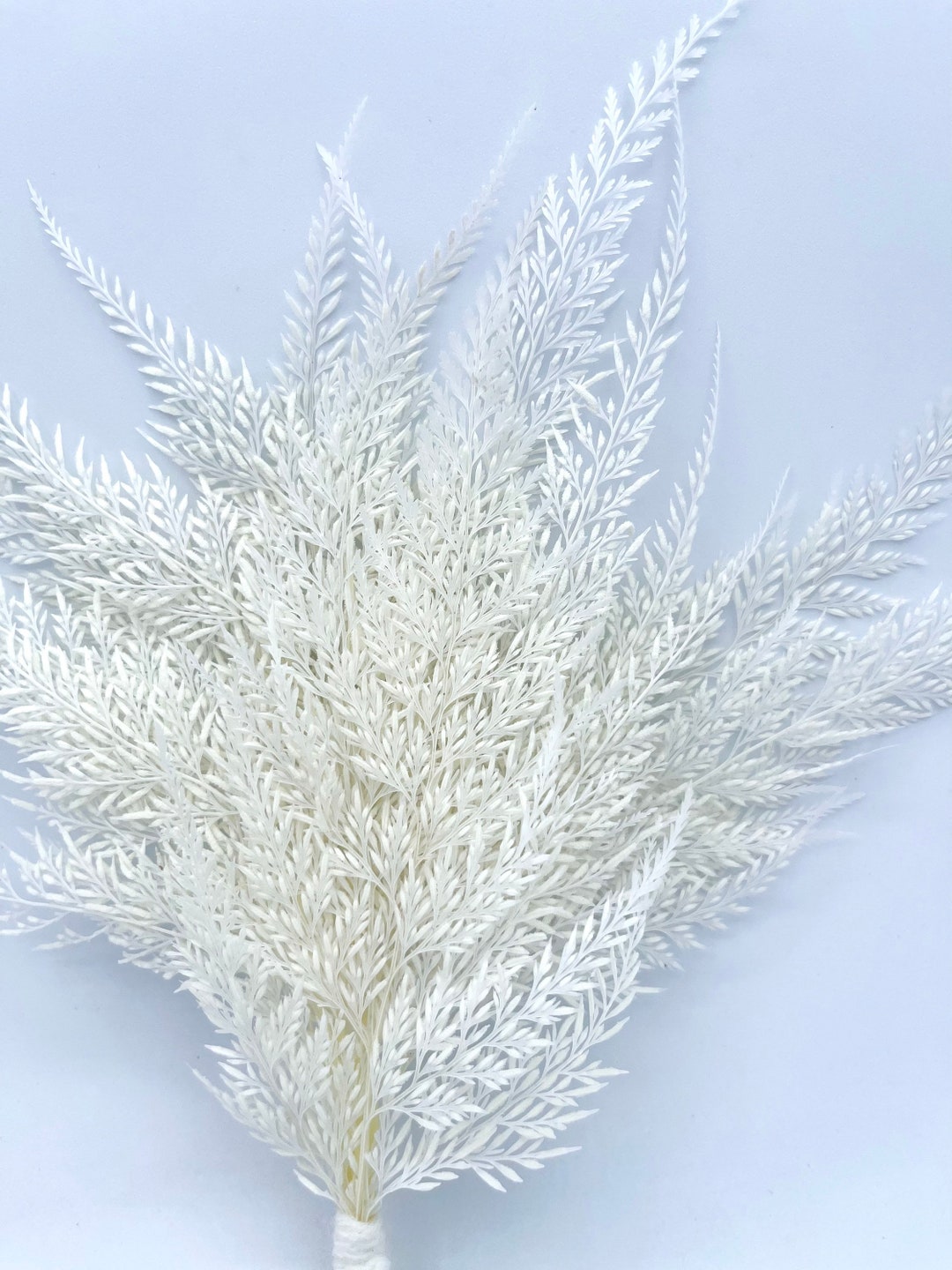 10 Pcs of Preserved Bleached White Lace Fern/ Odontosoria White Leaf ...