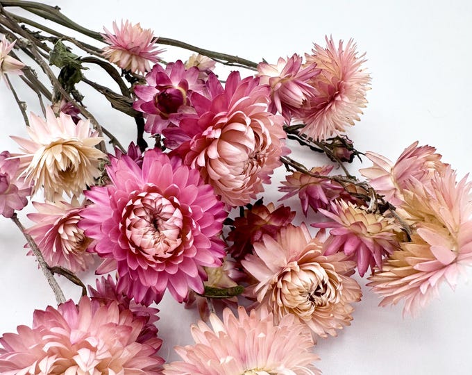 A Bouquet of Dried Helichrysum Flowers, Strawflowers, Daisy, Dried ...