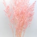 Preserved Light/ Pink Limonium Lover Grass Soft Preserved Flowers ...