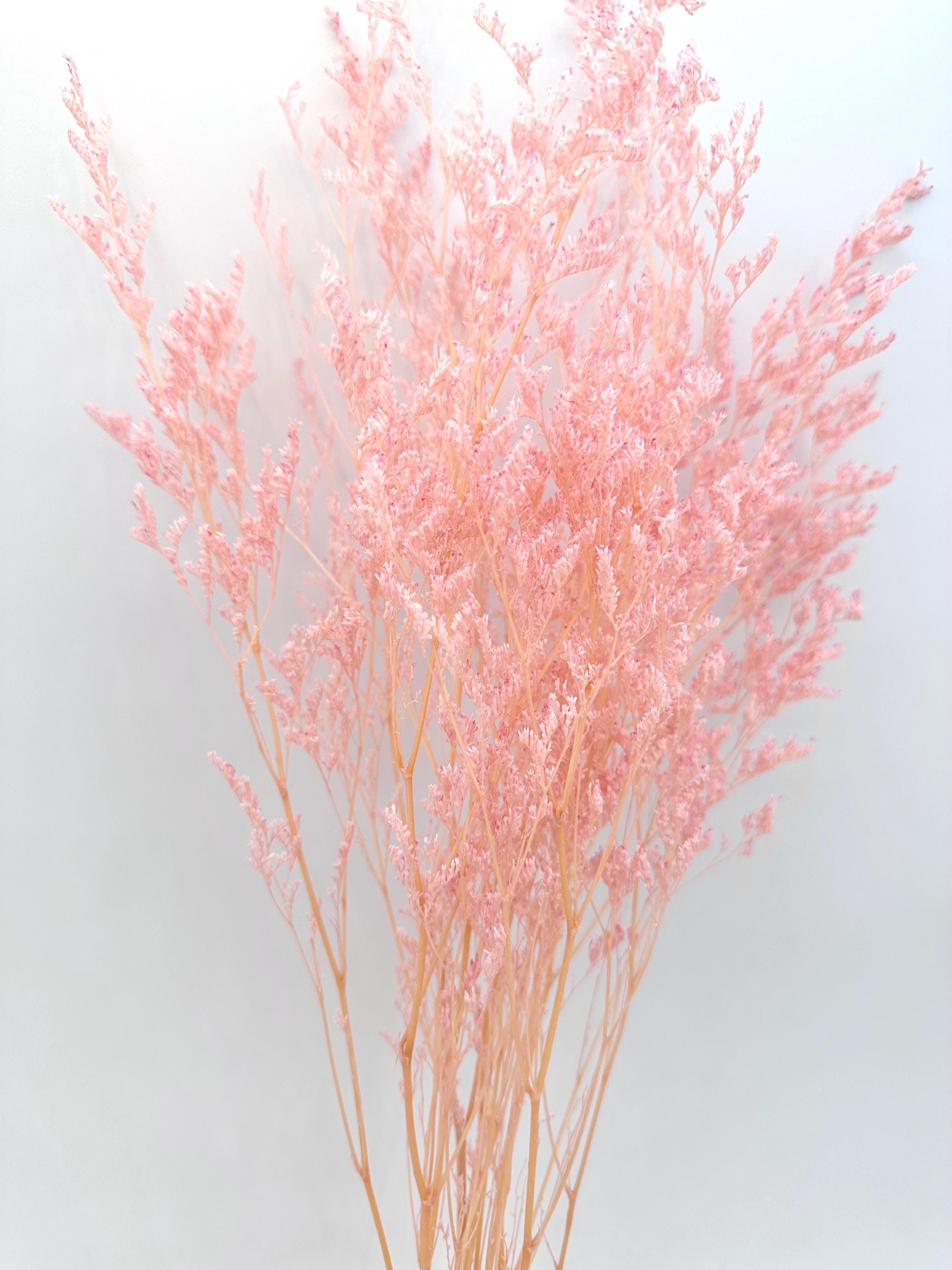 Preserved Light/ Pink Limonium Lover Grass Soft Preserved Flowers ...