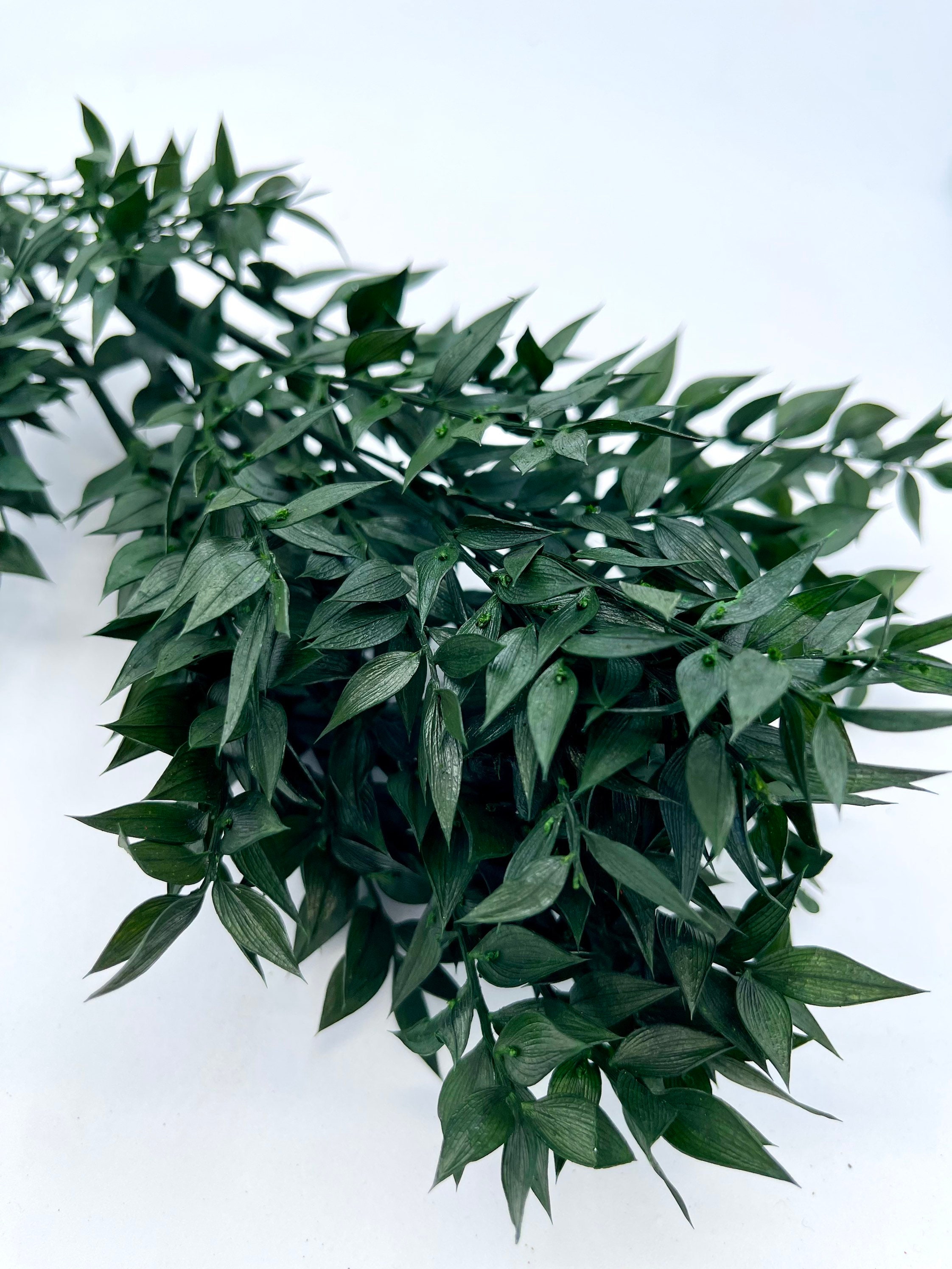 Preserved Dark Green Soft Ruscus Rustic Style Preserved Foliage Wedding ...