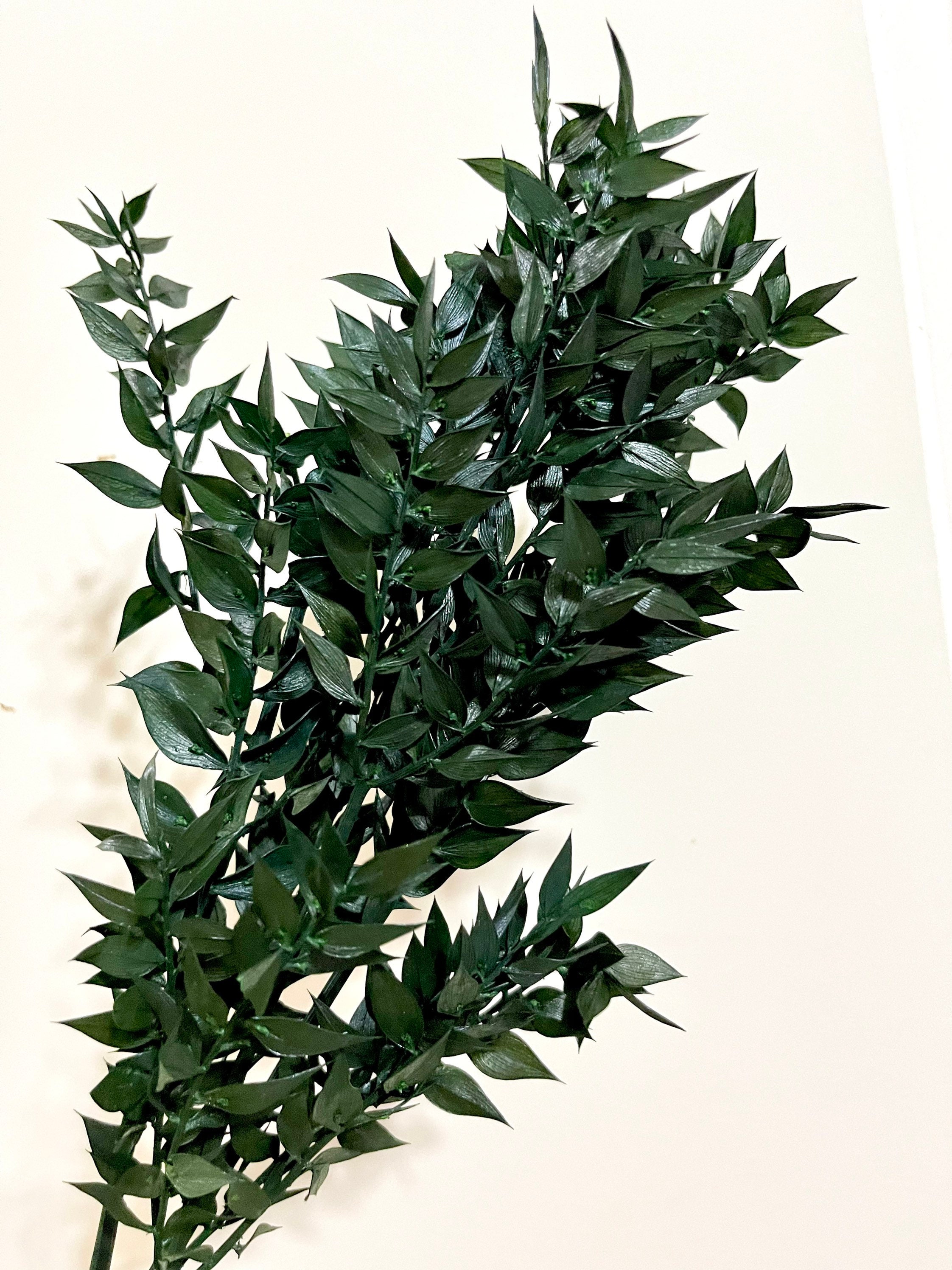 Preserved Dark Green Soft Ruscus Rustic Style Preserved Foliage Wedding ...