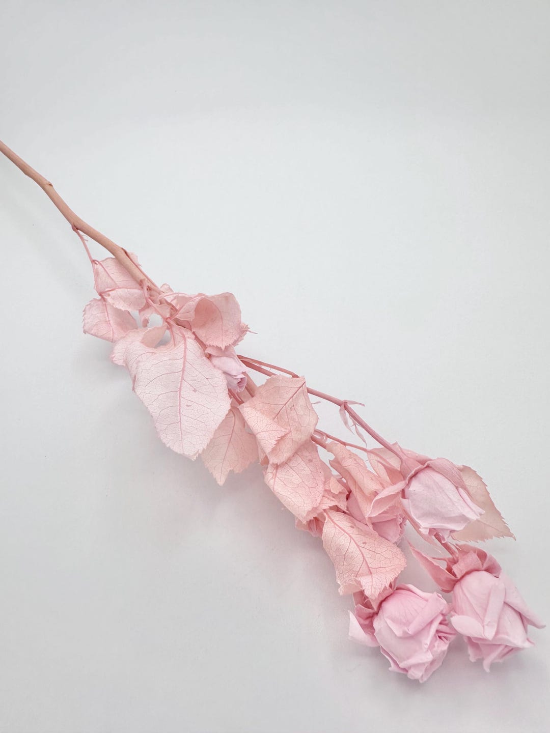 Preserved Light Pink Spray Rose With Long Stem With Leaves Forever ...