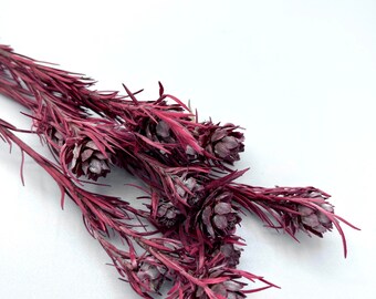 Preserved Tulips - Etsy