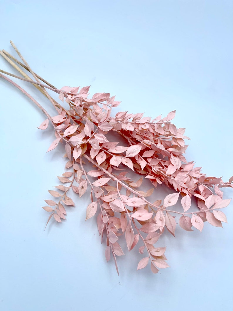 Preserved Blush Pink Ruscus Soft Preserved House Decorations - Etsy