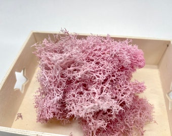 Pink Reindeer Moss - Etsy