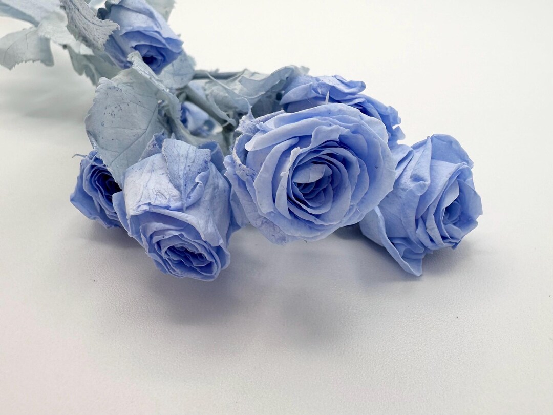 Preserved Baby Blue Spray Rose With Long Stem With Leaves Forever ...