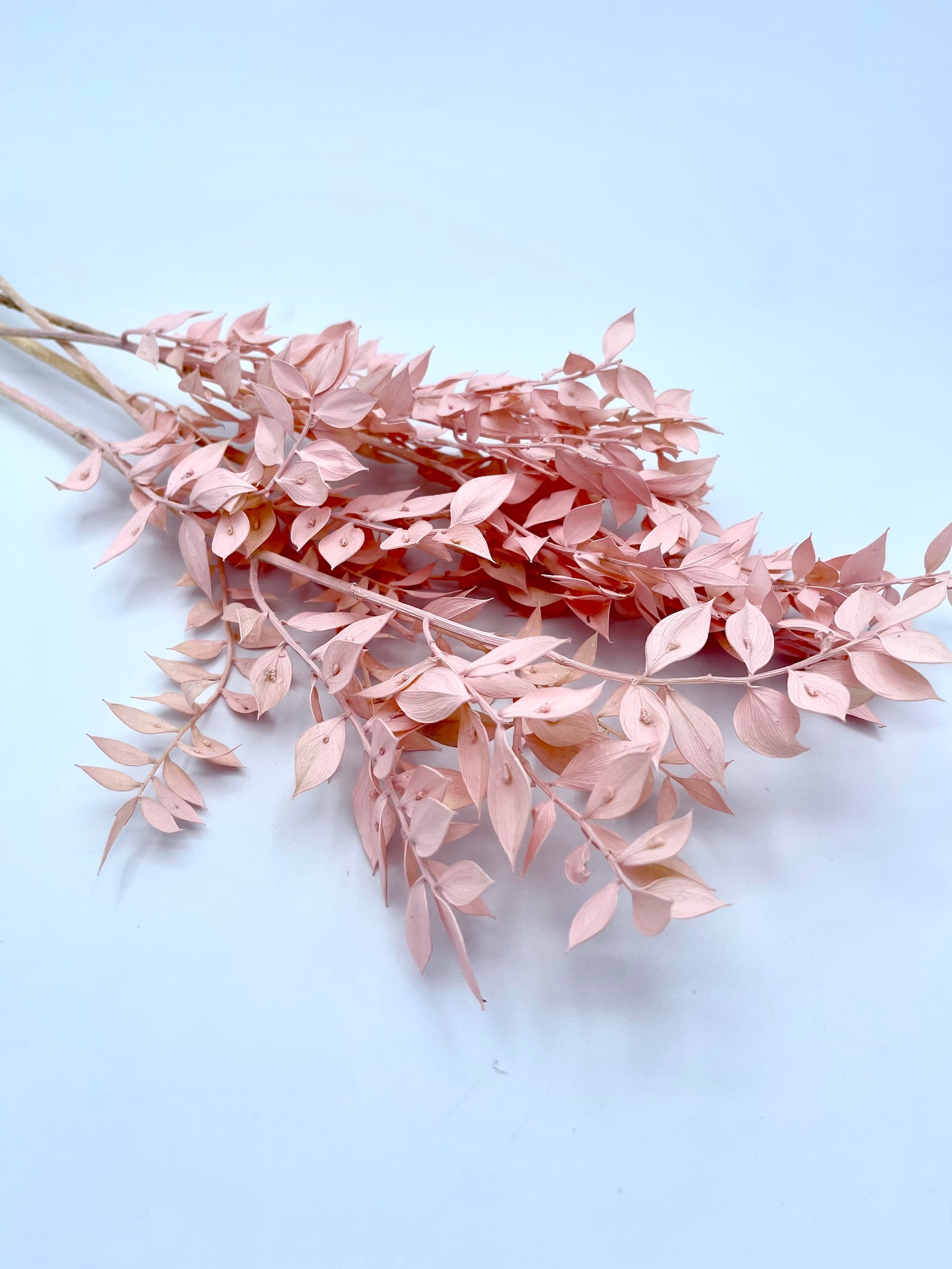 Preserved Blush Pink Ruscus Soft Preserved House Decorations - Etsy