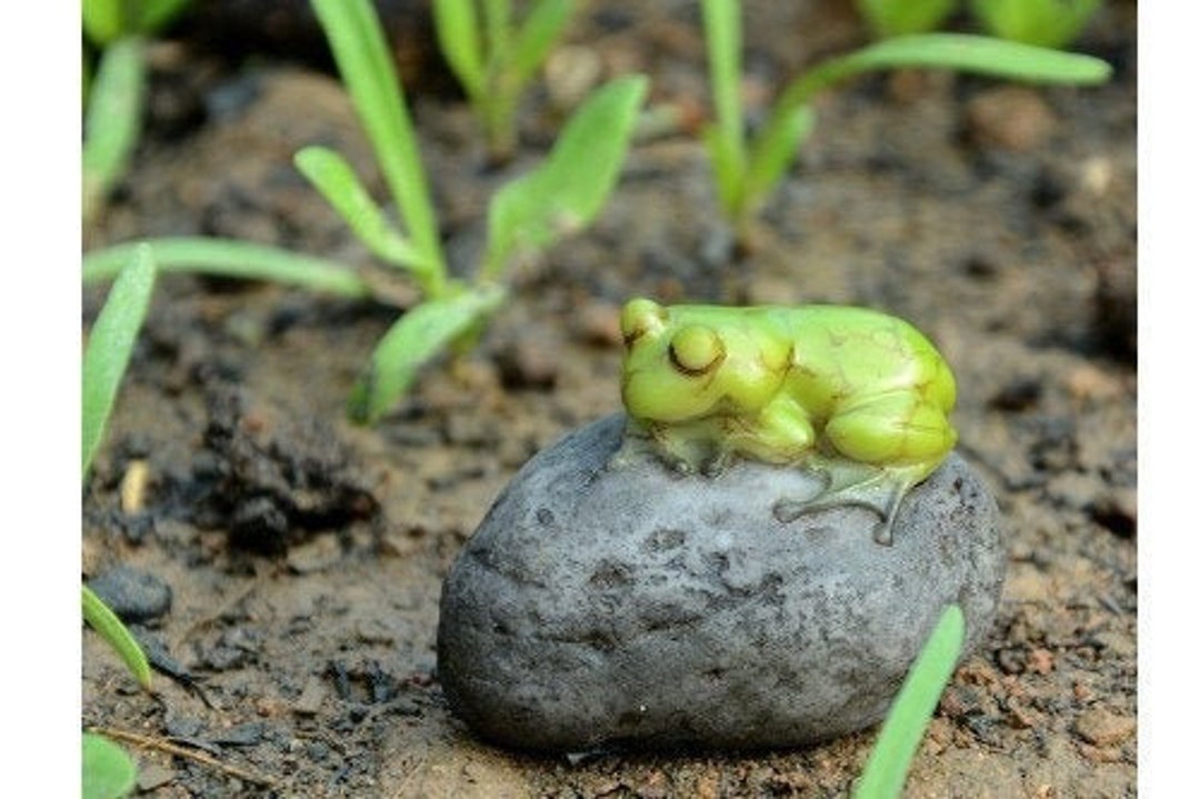 Sleeping Cute Frog on Stone, Mini Sleeping Frog, Miniature Sleeping ...