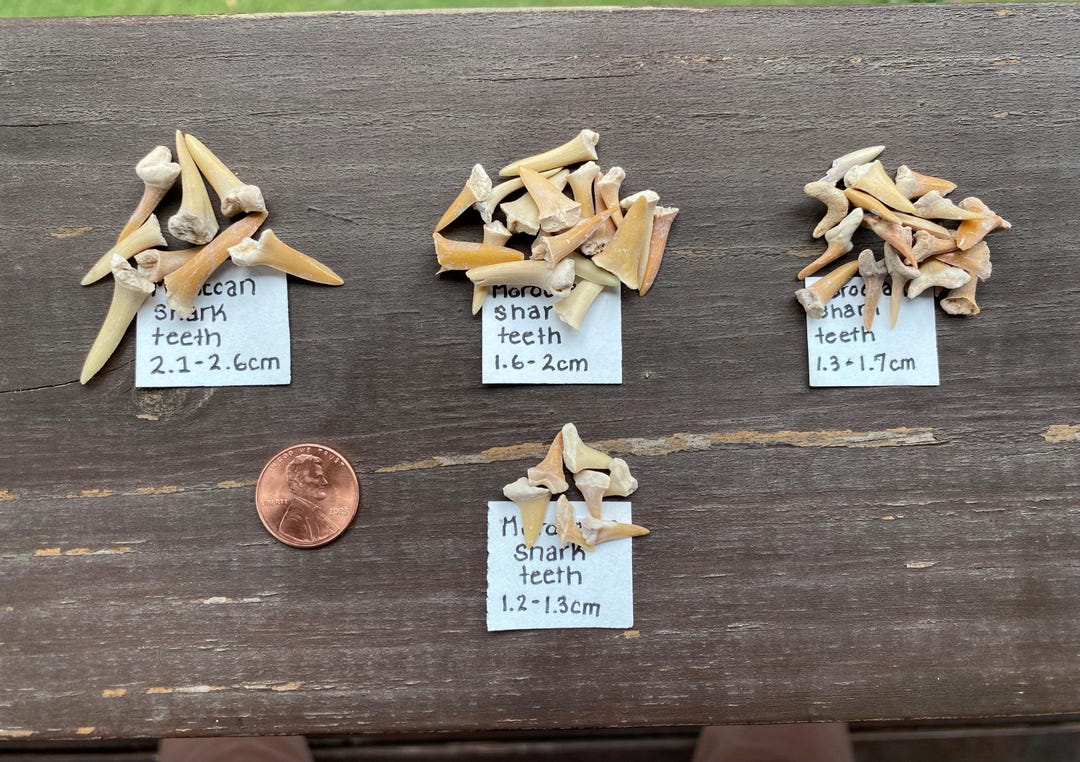 Mini Moroccan Shark Tooth Fossil: Collector's Gift - Etsy