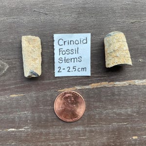 Fossil Crinoid Stems: Ancient Marine Life Specimens - Etsy