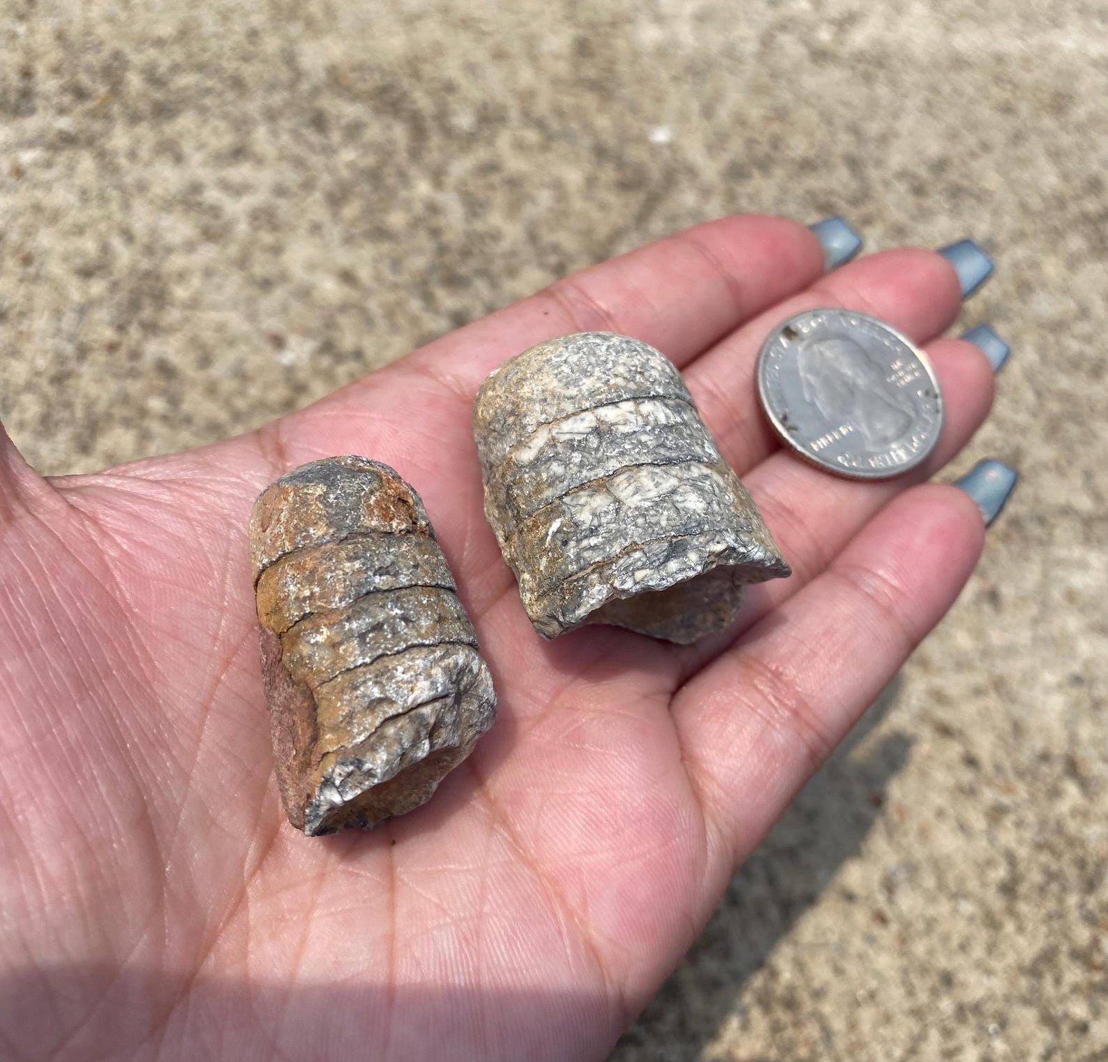 Large Crinoid Fossil Stems: Ancient Marine Life Specimens - Etsy